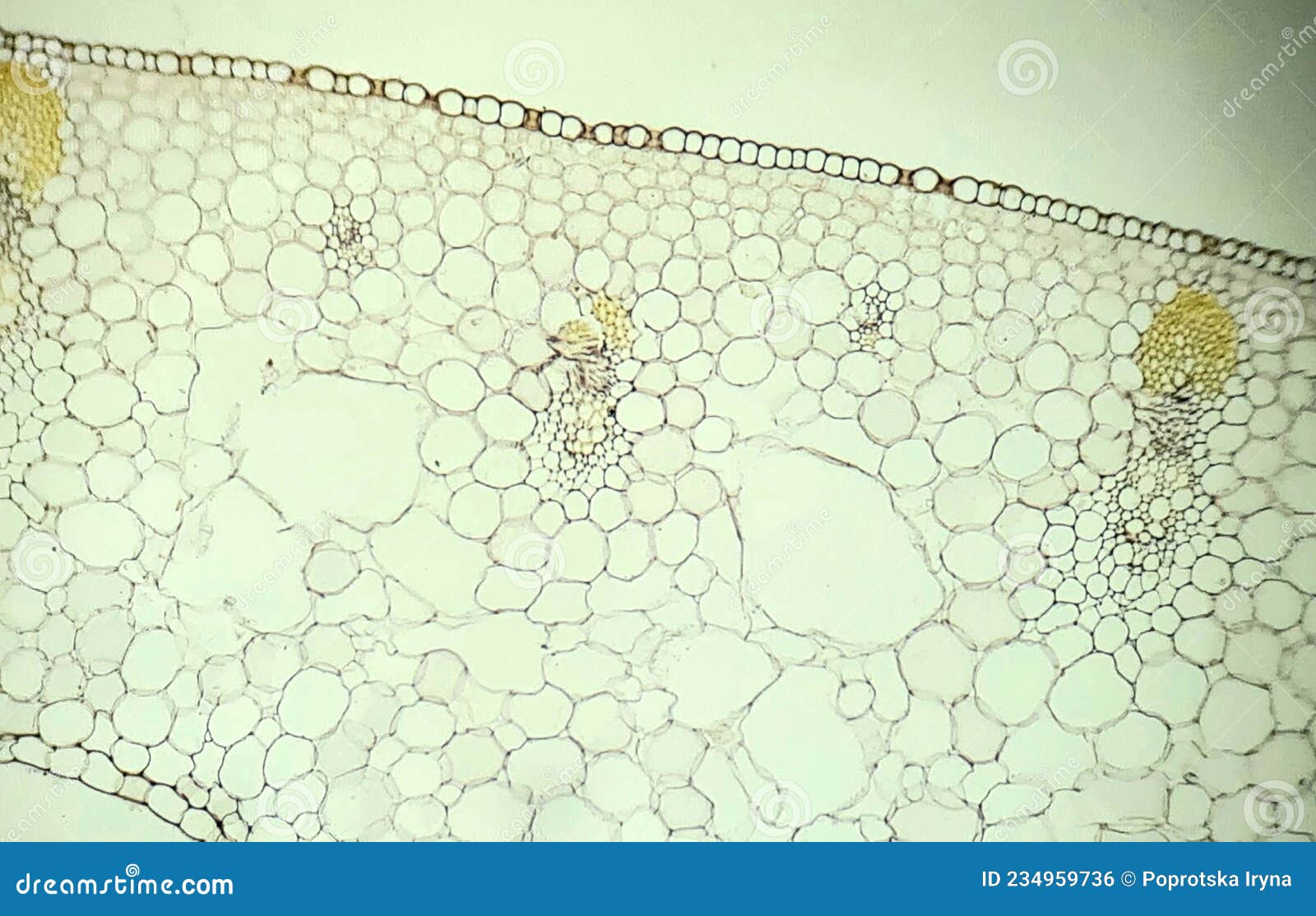 Tissues Of Iris Root, Microscopical Structure Royalty-Free Stock Image ...