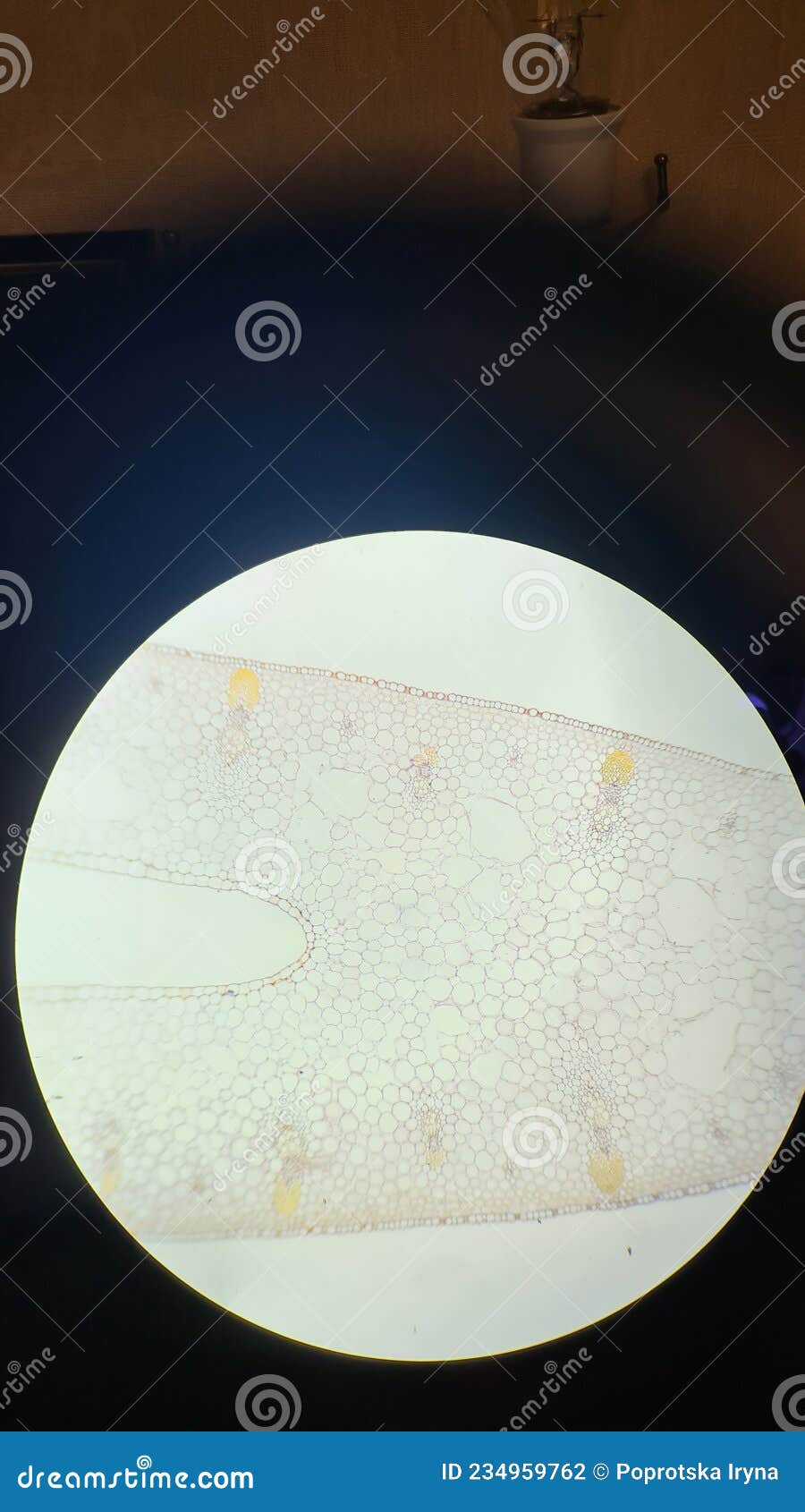 Tissues Of Iris Root, Microscopical Structure Royalty-Free Stock Image ...