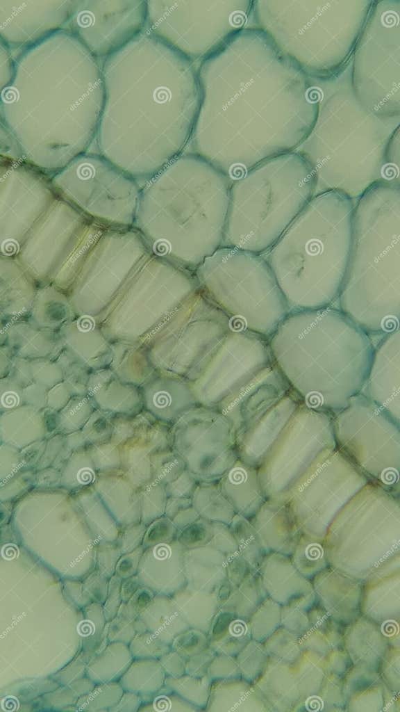 Tissues of Primary Structure of Iris Root Stock Photo - Image of plant ...