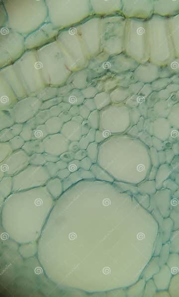 Tissues of Primary Structure of Iris Root Stock Image - Image of bundle ...