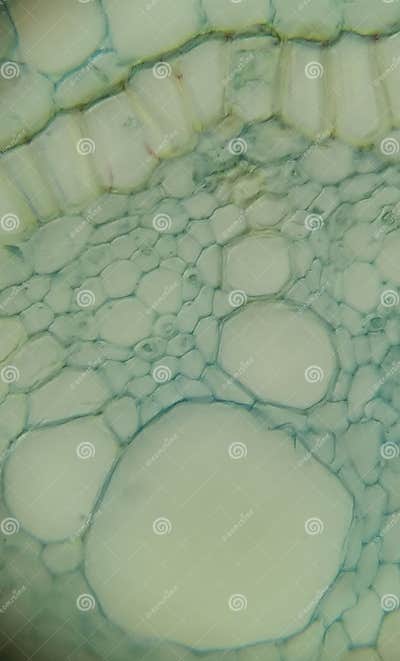 Tissues of Primary Structure of Iris Root Stock Image - Image of bundle ...