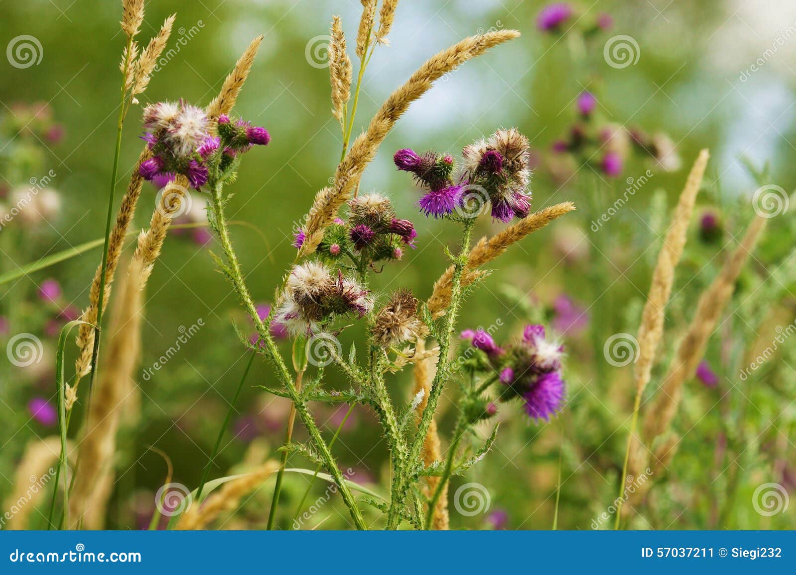 Tistel fotografering för bildbyråer. Bild av sticka, dekorativt - 57037211