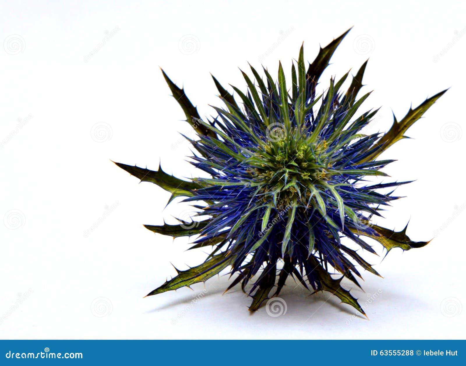 Tistel materielbilder - royalty för nedladdning 4,343 frigör foto