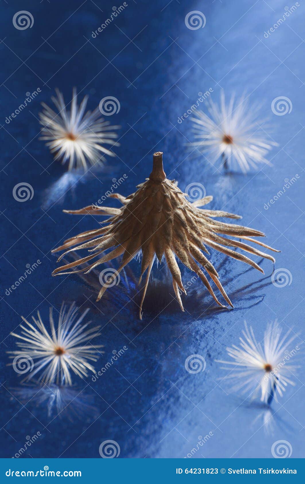 Tistel fotografering för bildbyråer. Bild av gräs, säsong - 64231823