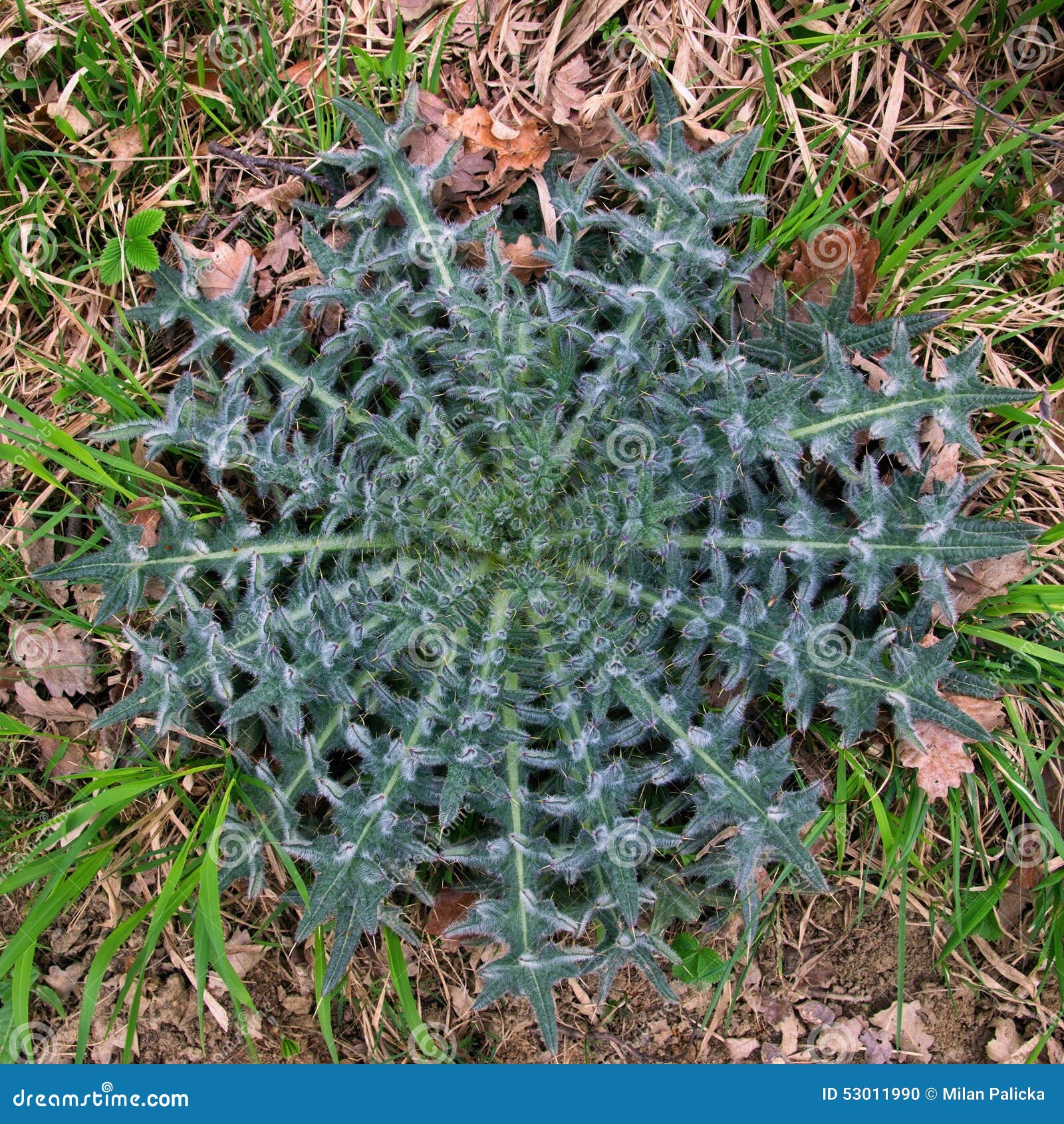 Tistel av sidor arkivfoto. Bild av fuska, växt, cirkel - 53011990