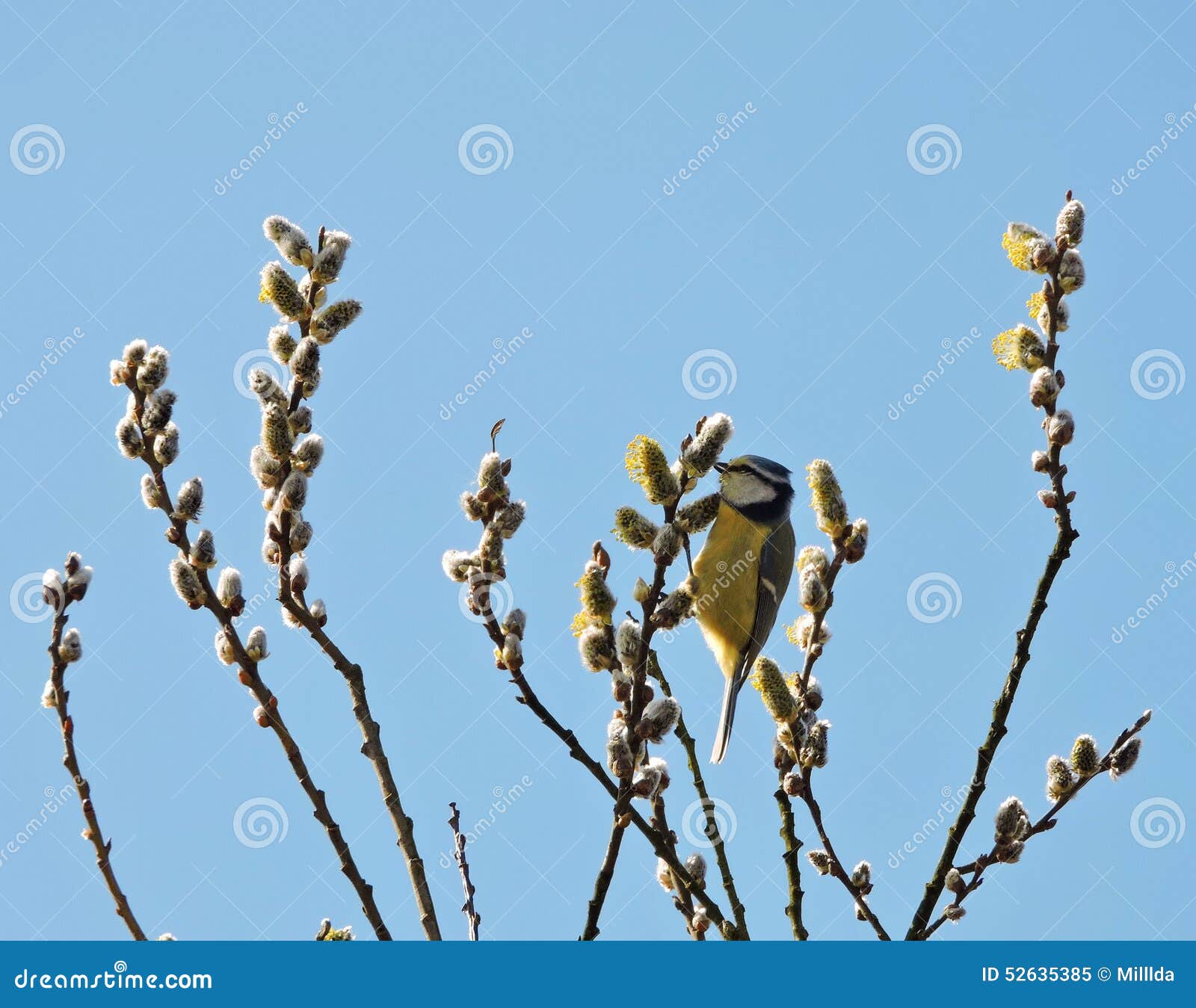Tit bird, Lithuania stock image. Image of branches, tree - 52635385