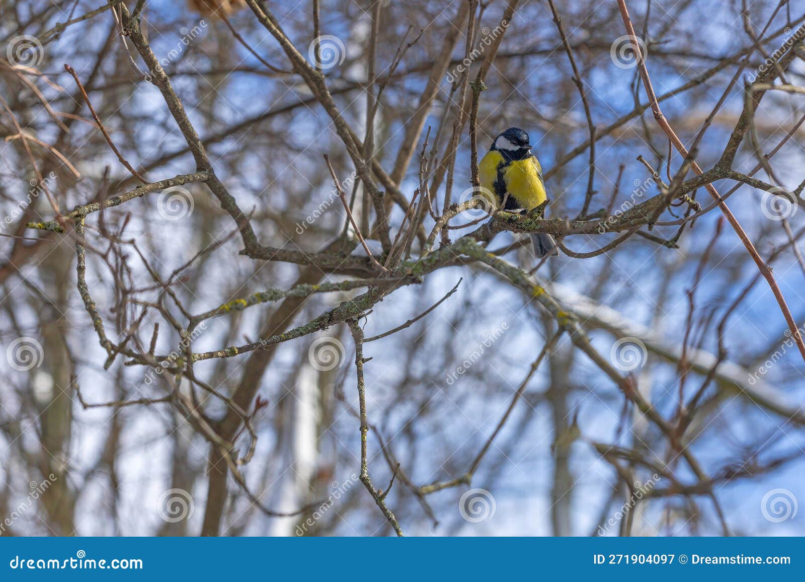 Tit Bird Sitting on the Tree Branch in Early Snowy Spring Stock Image ...