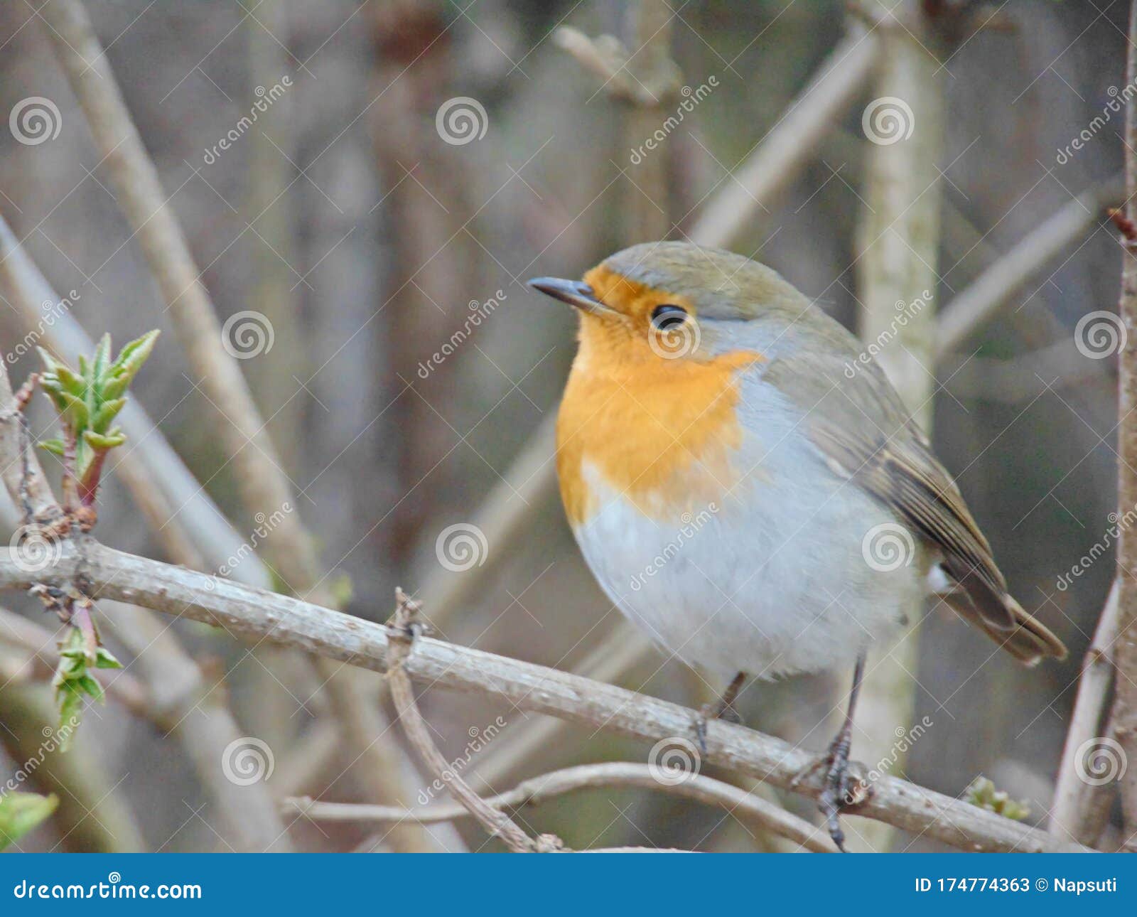 Colorful Robin Bird Sitting Stock Image - Image of blue, feather: 174774363