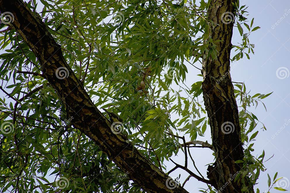 Tit stock photo. Image of titus, ground, education, nature - 98093200