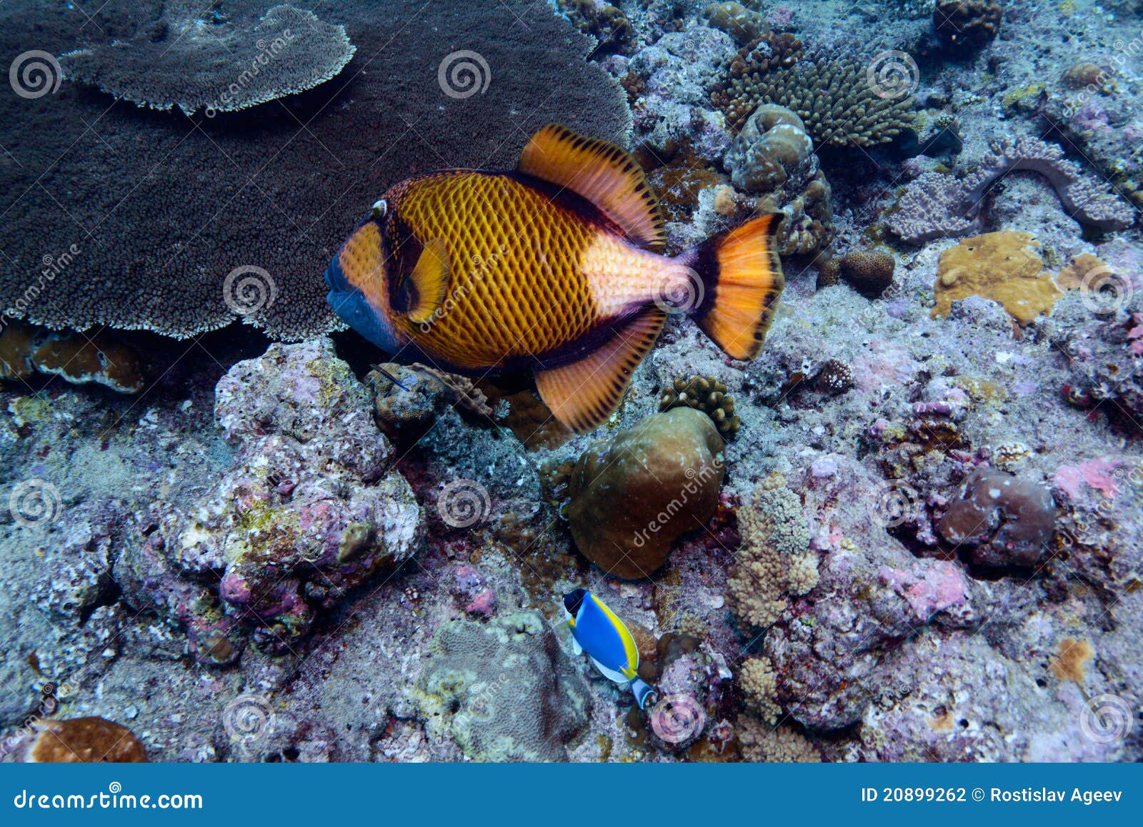 Titan Trigger Fish, Indian Ocean Underwater Stock Photo - Image of ...