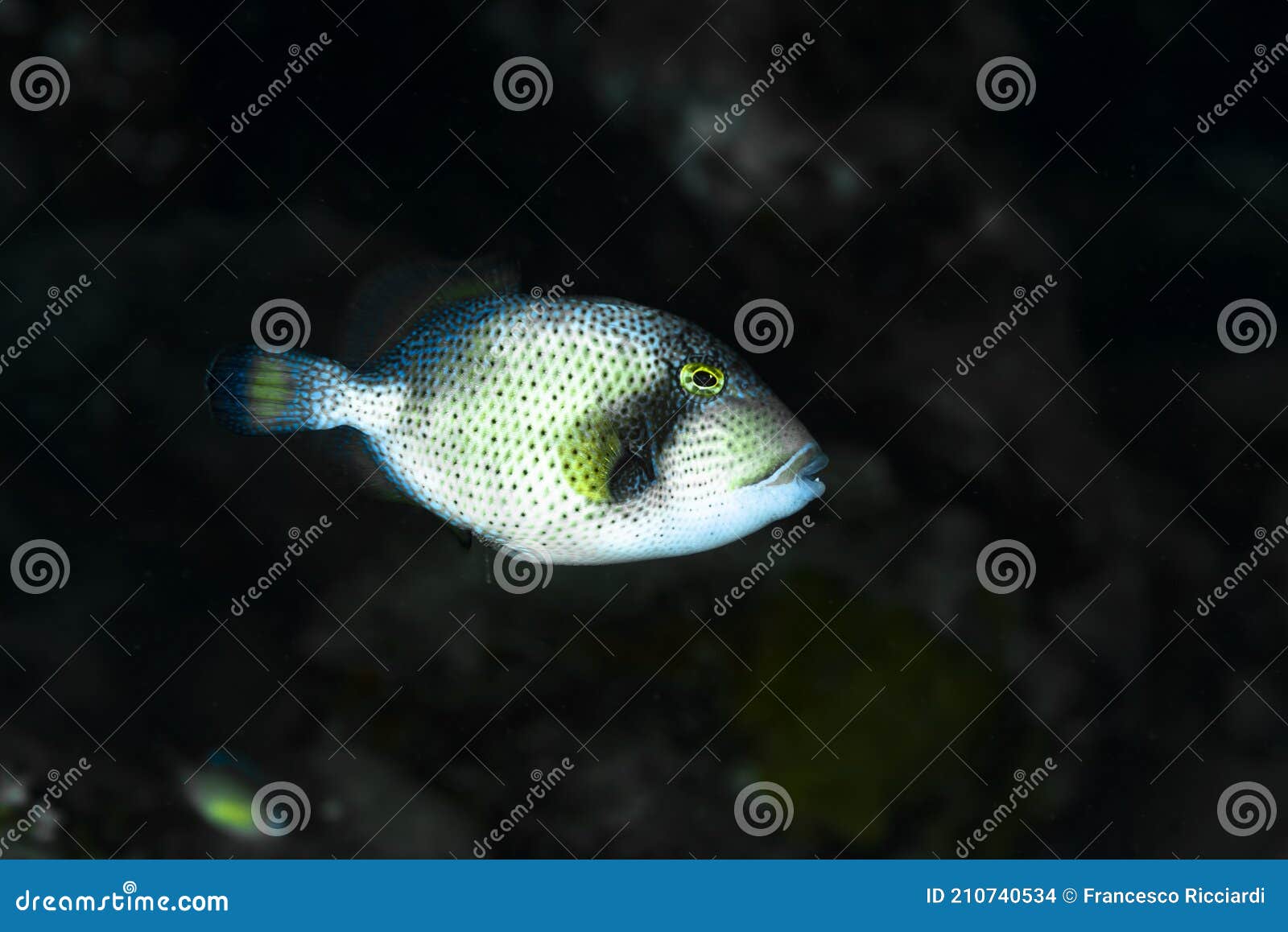 Titan Triggerfish Balistoides Viridescens Juvenile Stock Photo - Image ...