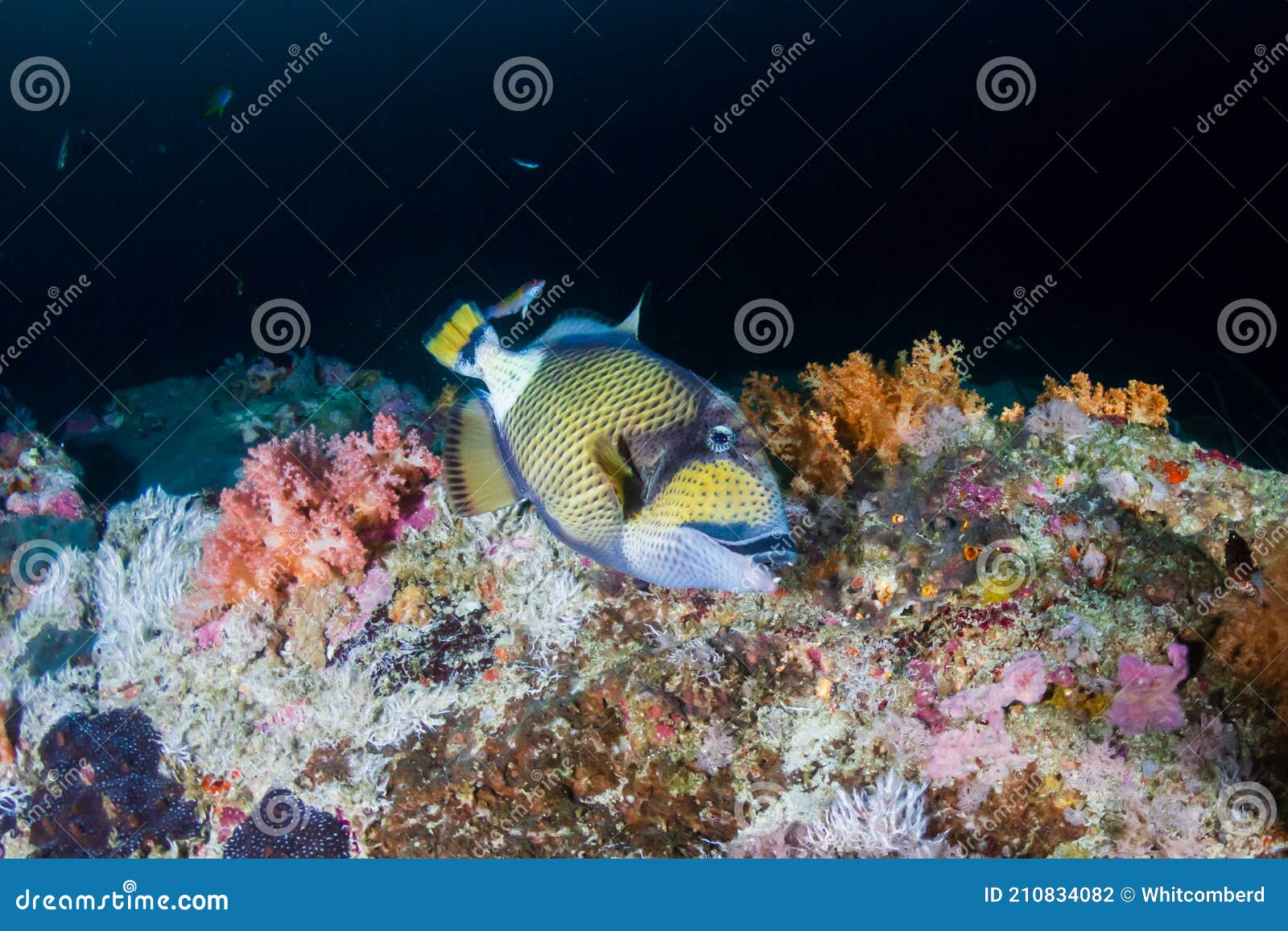 Titan Triggerfish Feeding on a Dark Coral Reef Stock Photo - Image of ...
