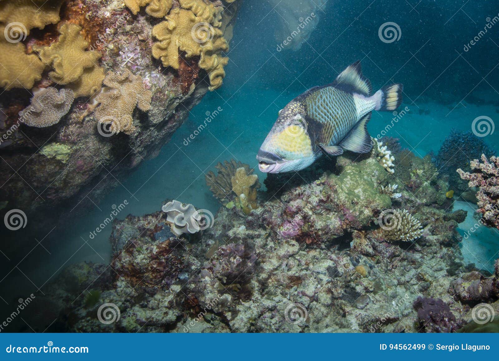 Titan Triggerfish stock image. Image of cairns, australia - 94562499