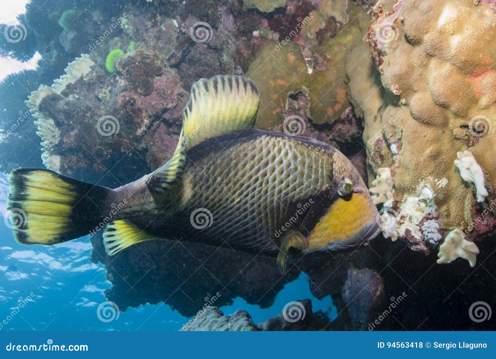 Titan Triggerfish stock photo. Image of australia, cairns - 94563418