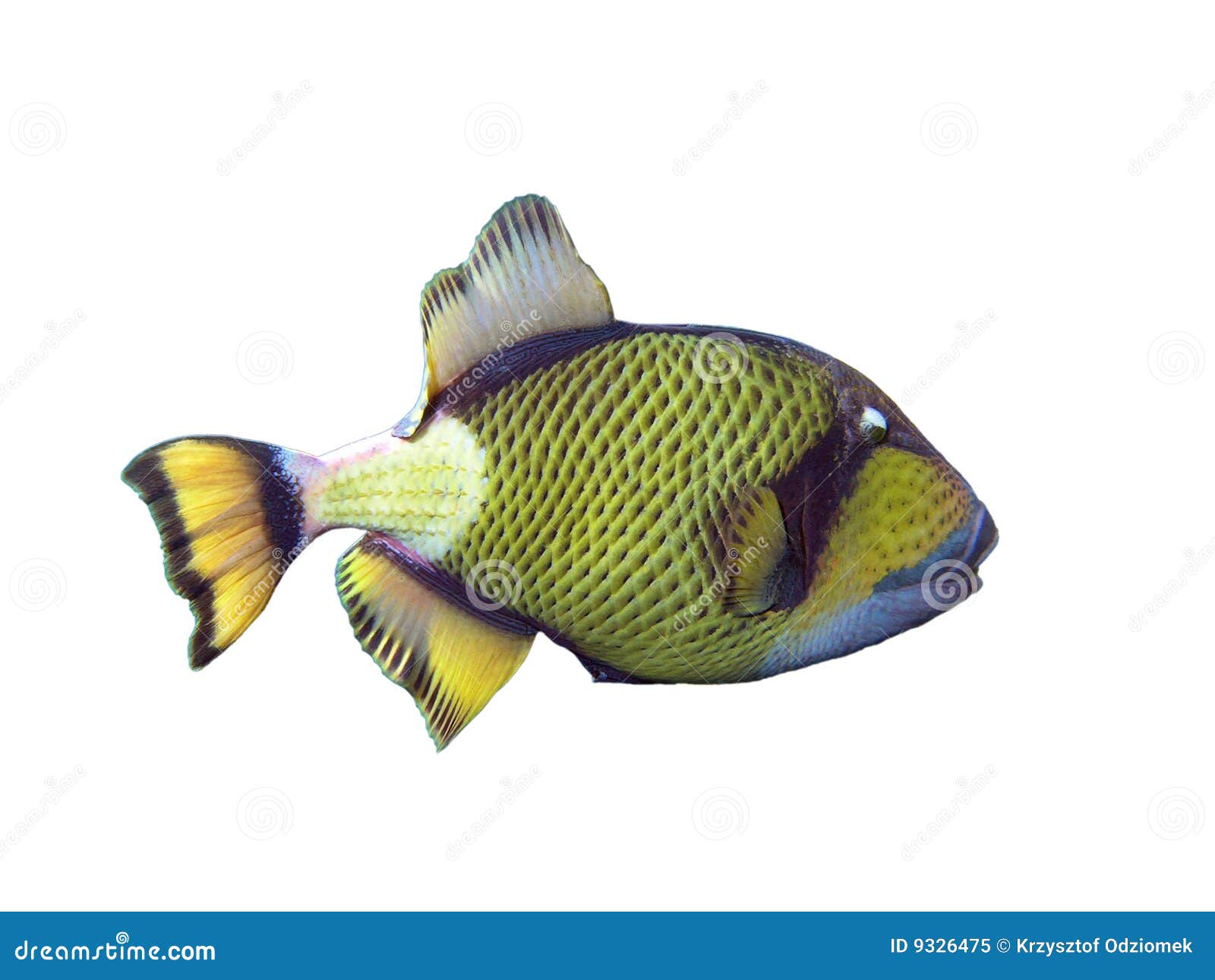 Titan Triggerfish on a White Stock Image - Image of tropical, coral ...