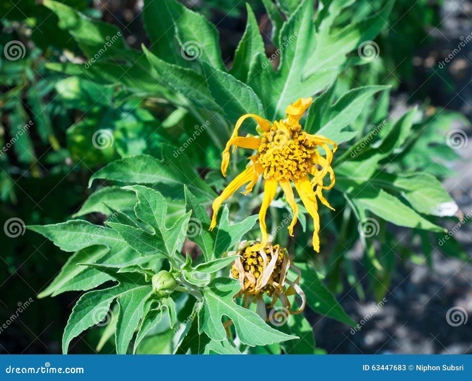 Tithonia diversifolia stock image. Image of mexican, beautiful - 63447683