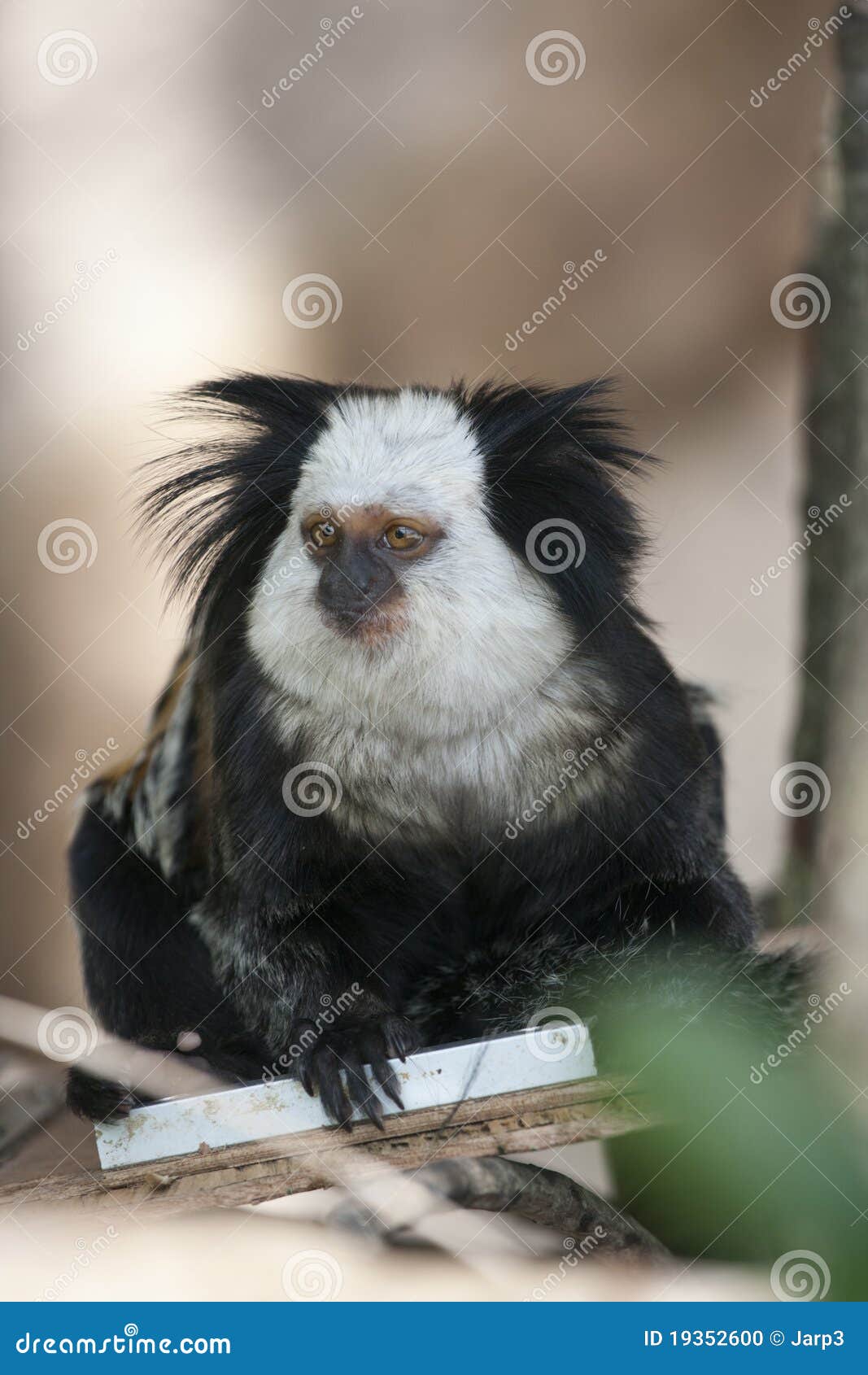 Titi stock photo. Image of isolated, animals, cute, titi - 19352600