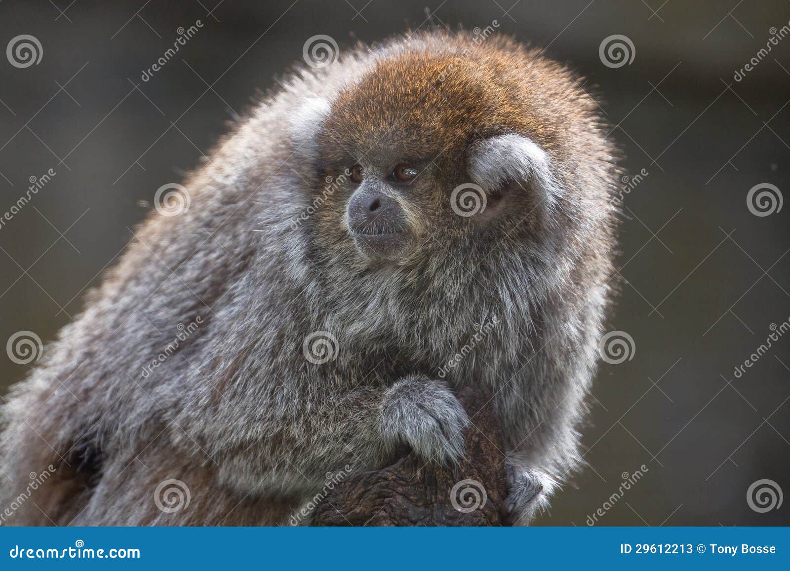Titi Monkey stock image. Image of wildlife, titi, endangered - 29612213