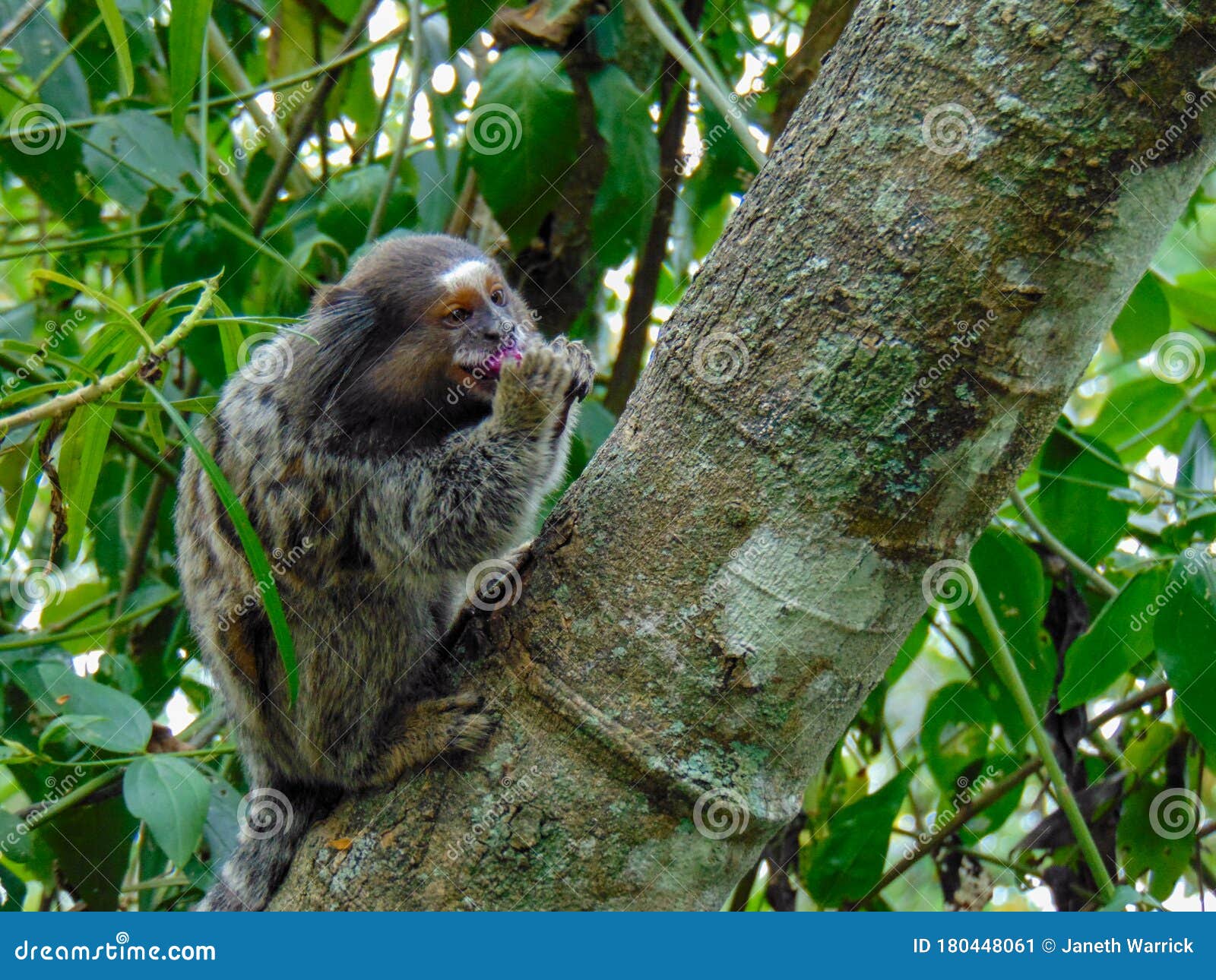 Titi Monkey Eating Fruit at Sugarloaf Brazil Stock Image - Image of ...