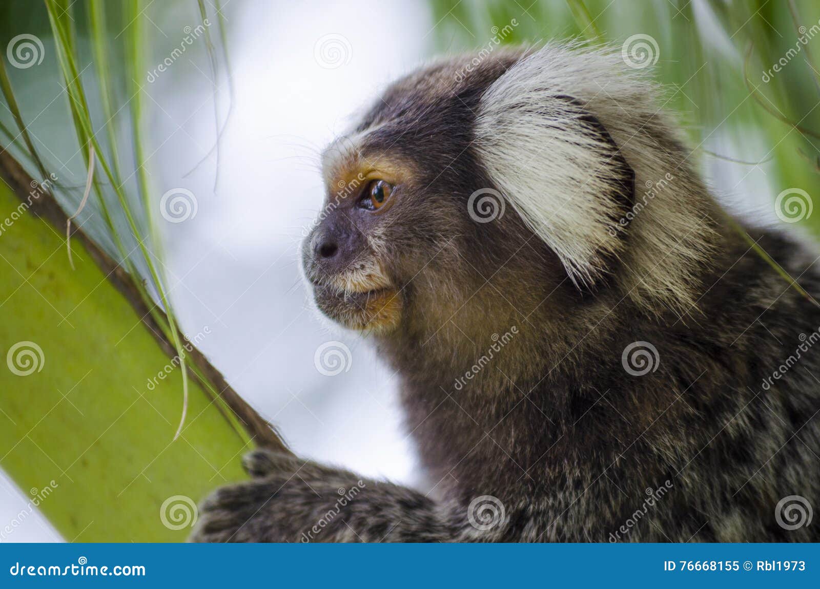 Titi stock image. Image of titi, tropical, mammal, nature - 76668155