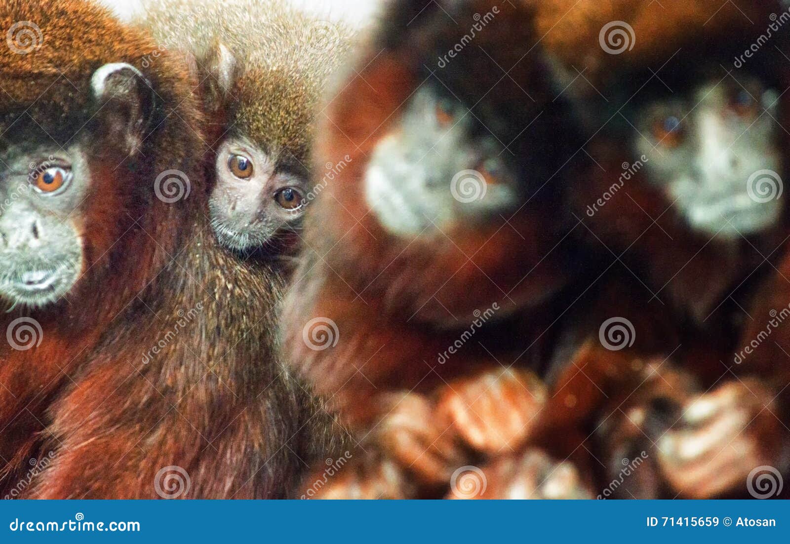 Titi monkeys stock image. Image of wild, black, tropical - 71415659