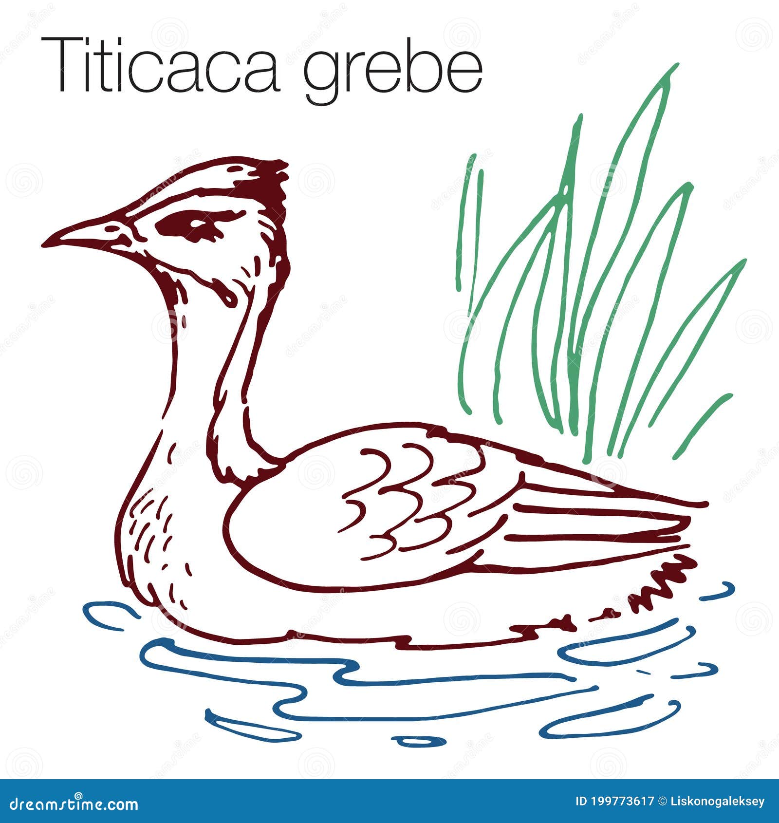 Titicaca Grebe Hand Drawn Vector Illustration Stock Vector ...