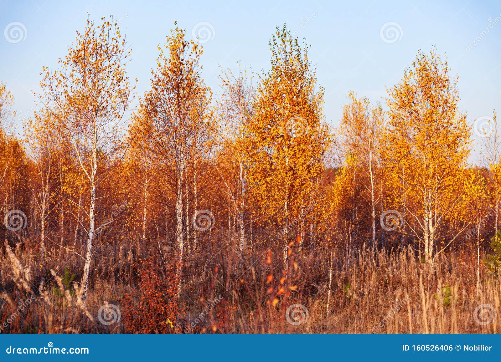 Autumn in a birch forest stock photo. Image of beauty - 160526406
