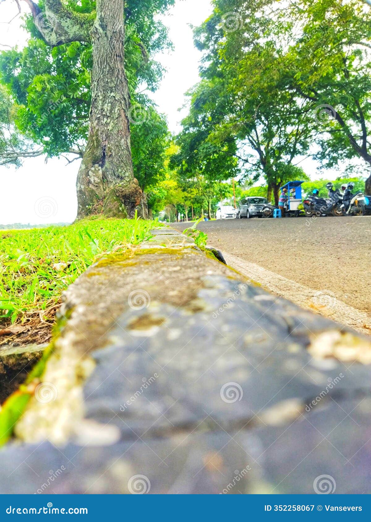 Title:& X22;Shaded Pathway Flanked by Towering Trees& X22; Stock Image ...