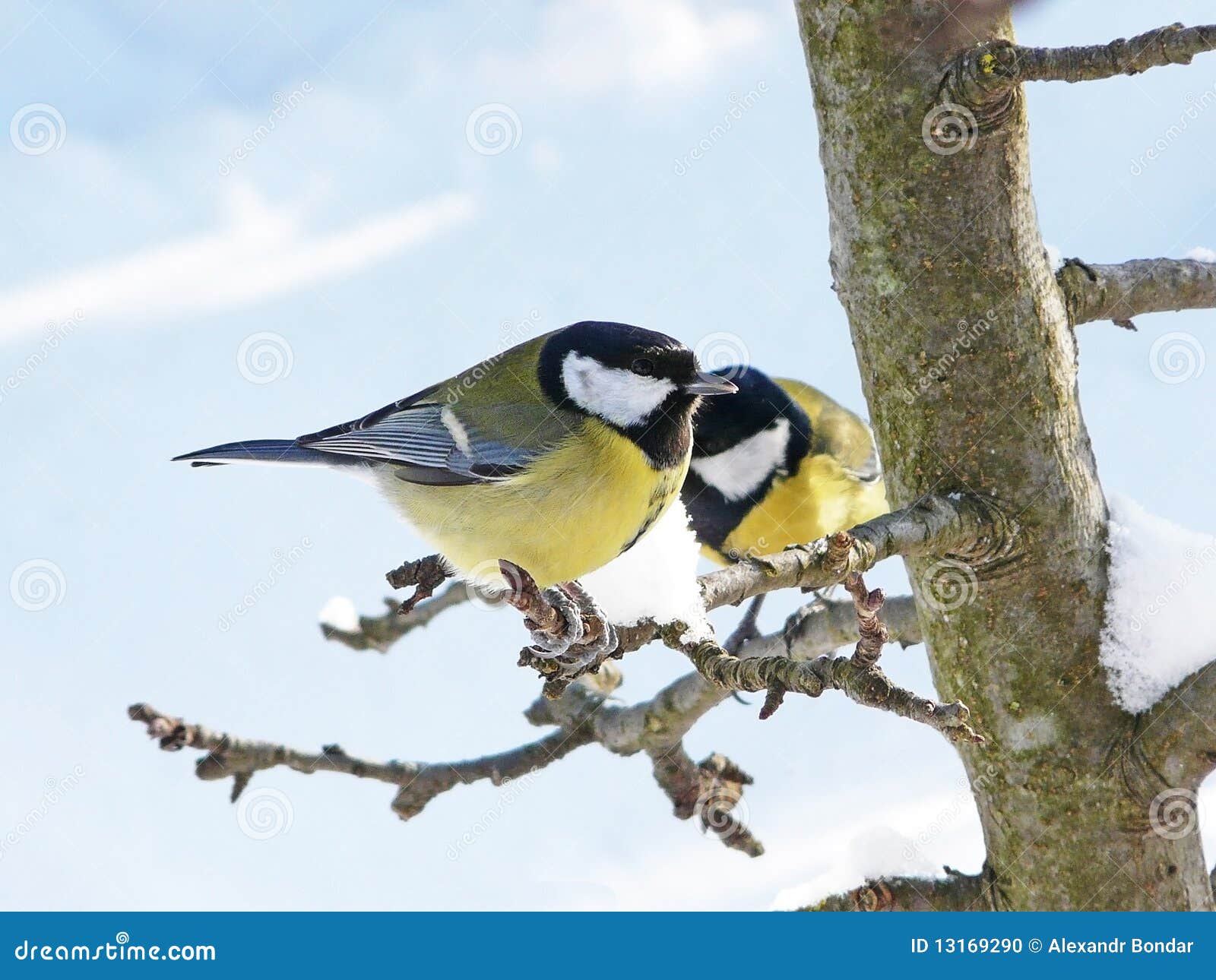 Titmice stock photo. Image of titmouse, brightly, cute - 13169290