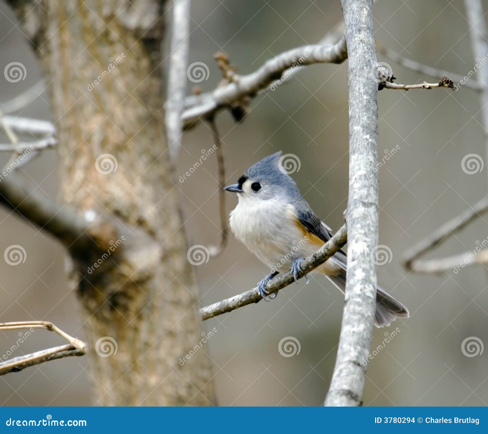 Titmouse stock photo. Image of perch, bird, baeolophus - 3780294