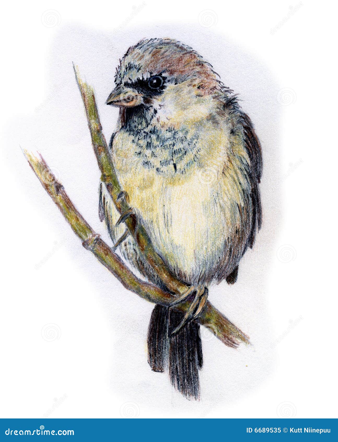 Titmouse Cartoons, Illustrations & Vector Stock Images - 2920 Pictures ...