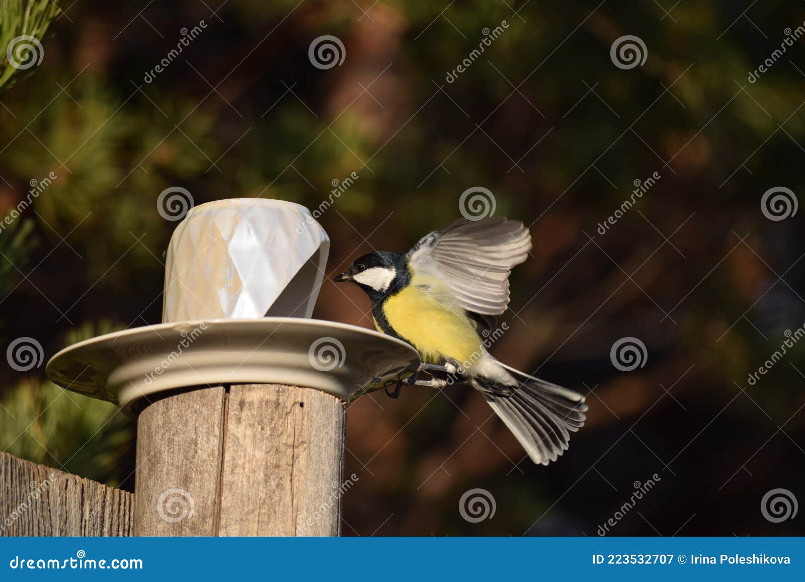 Titmouse Bird Flies at the Trough and Eats Seeds and Pine Tree in the ...
