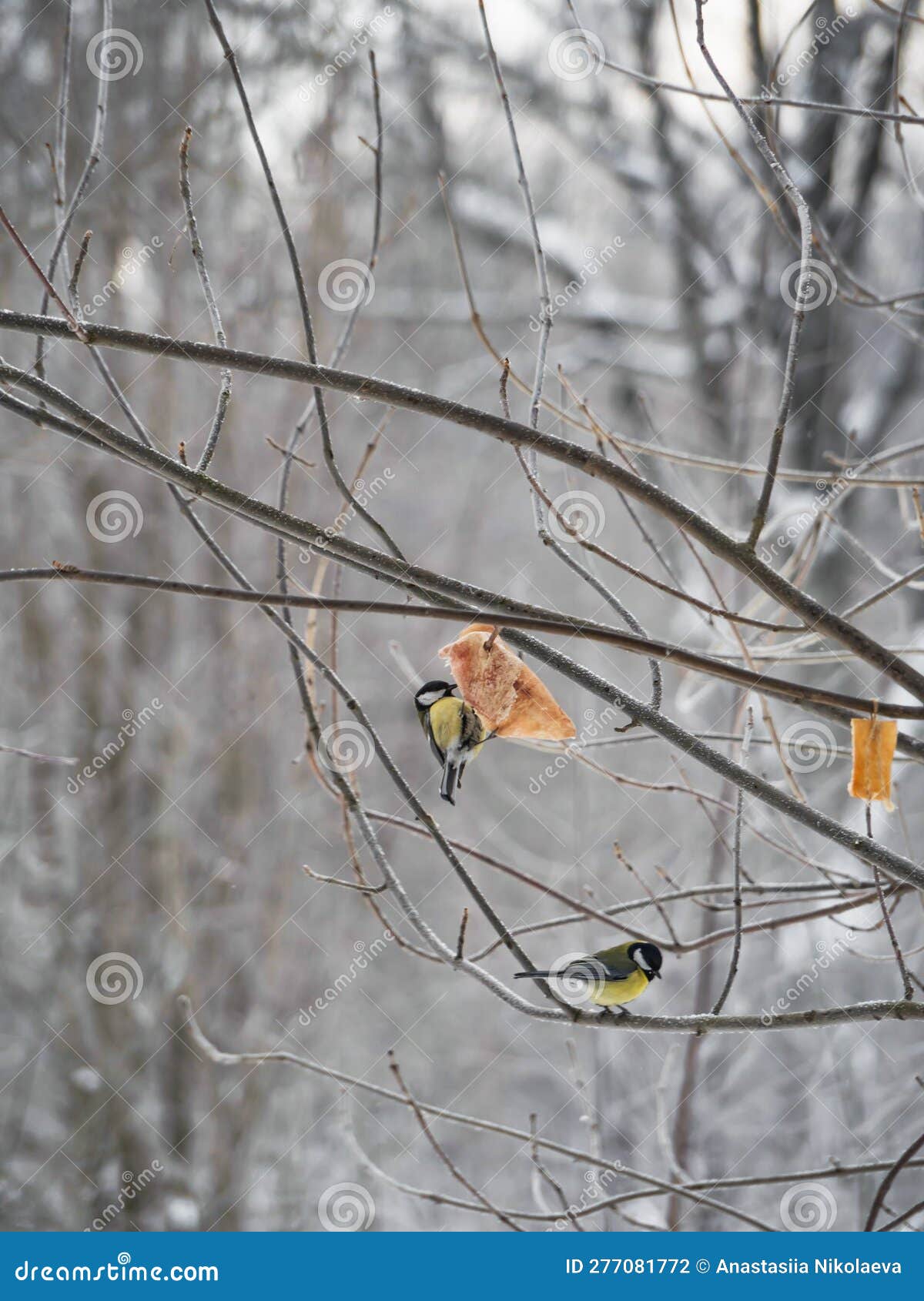 Titmouse Bird Hangs on a Piece of Fat and Eats. Stock Photo - Image of ...