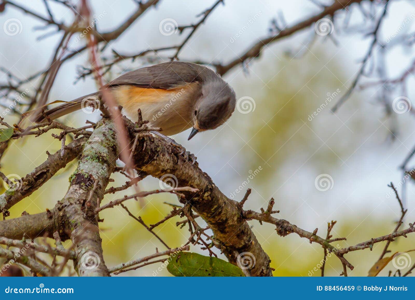 Titmouse Bird on a Limb stock image. Image of bird, beak - 88456459