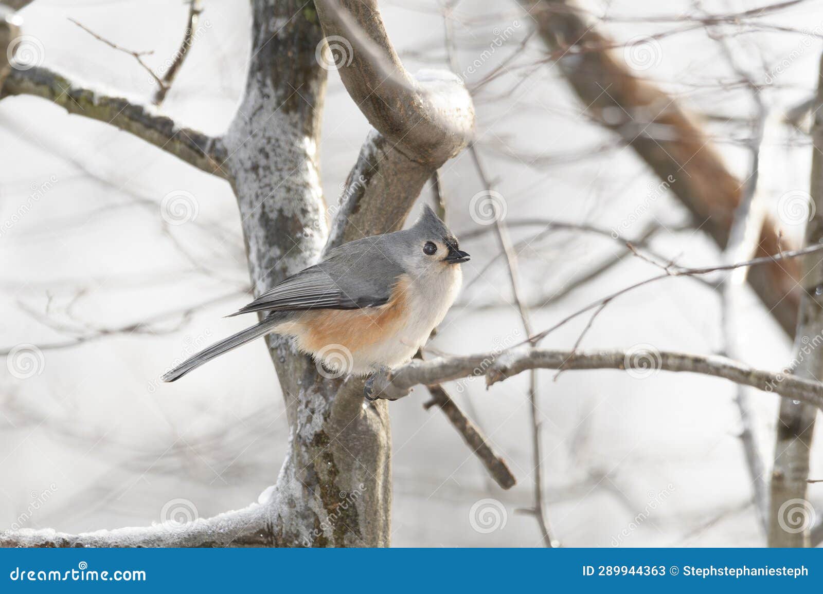 A Titmouse Bird Perched on a Branch with a Winter Background Stock ...