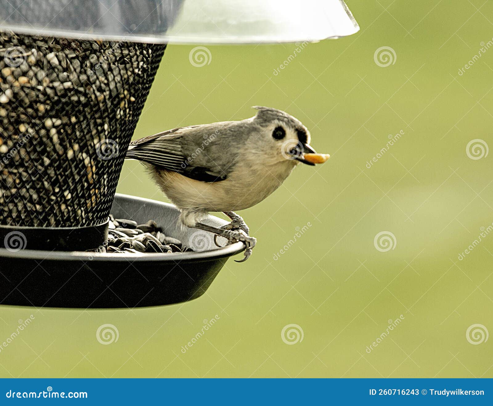Tufted Titmouse Bird Perched on Bird Feeder Stock Image - Image of ...