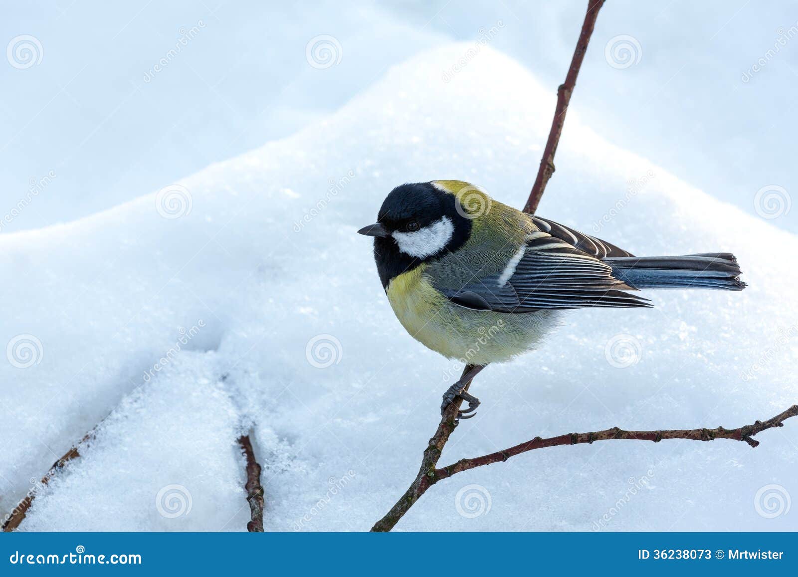 Titmouse Bird in Winter Time Stock Image - Image of green, closeup ...