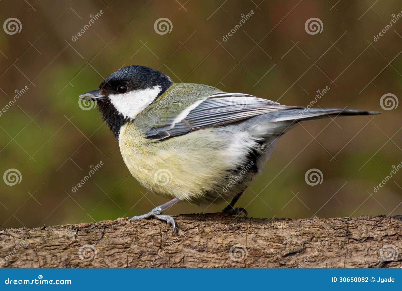 Titmouse on a Branch Looking Left Stock Photo - Image of daytime, small ...