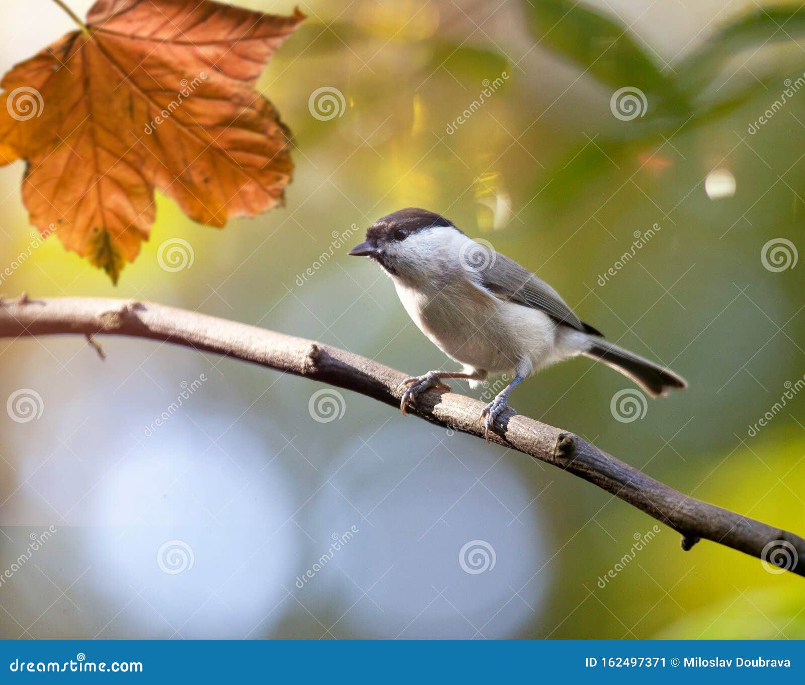 Titmouse on the branch stock image. Image of titmouse - 162497371