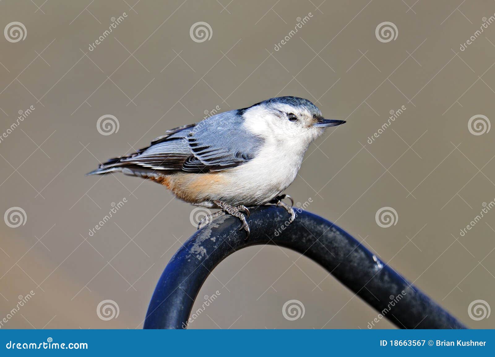 Titmouse copetudo imagen de archivo. Imagen de animal - 18663567