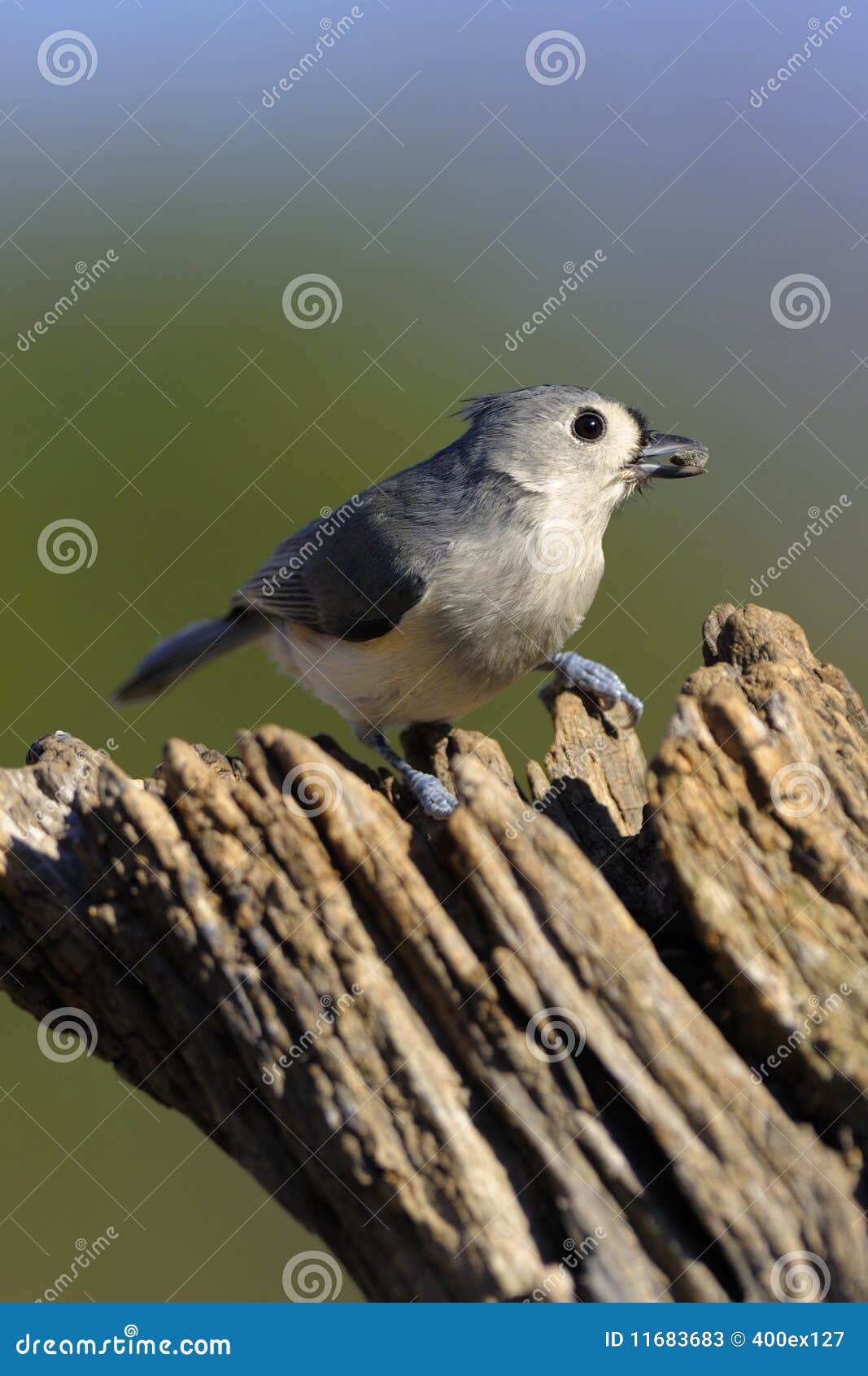 Titmouse copetudo 2 imagen de archivo. Imagen de perca - 11683683