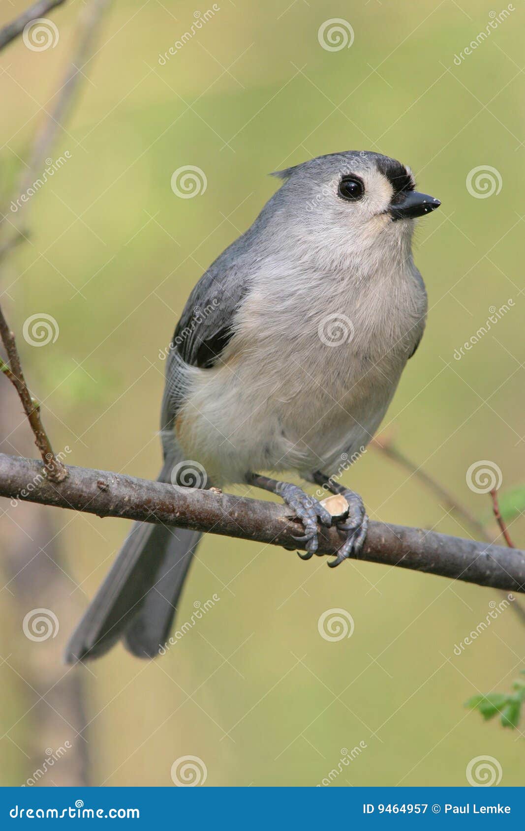 Titmouse copetudo imagen de archivo. Imagen de lindo, curioso - 9464957