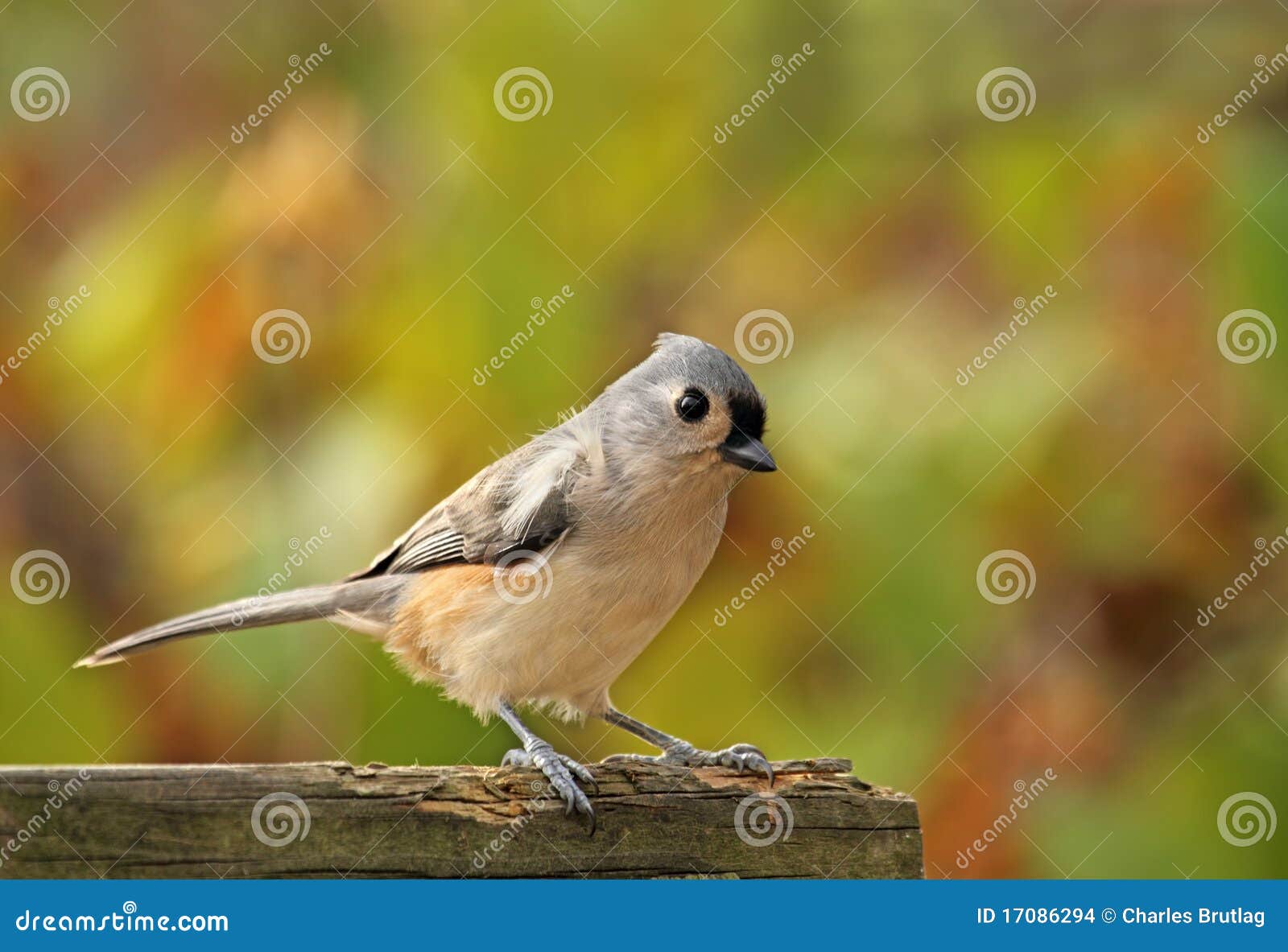 Titmouse Copetudo, Baeolophus Bicolor Foto de archivo - Imagen de ...