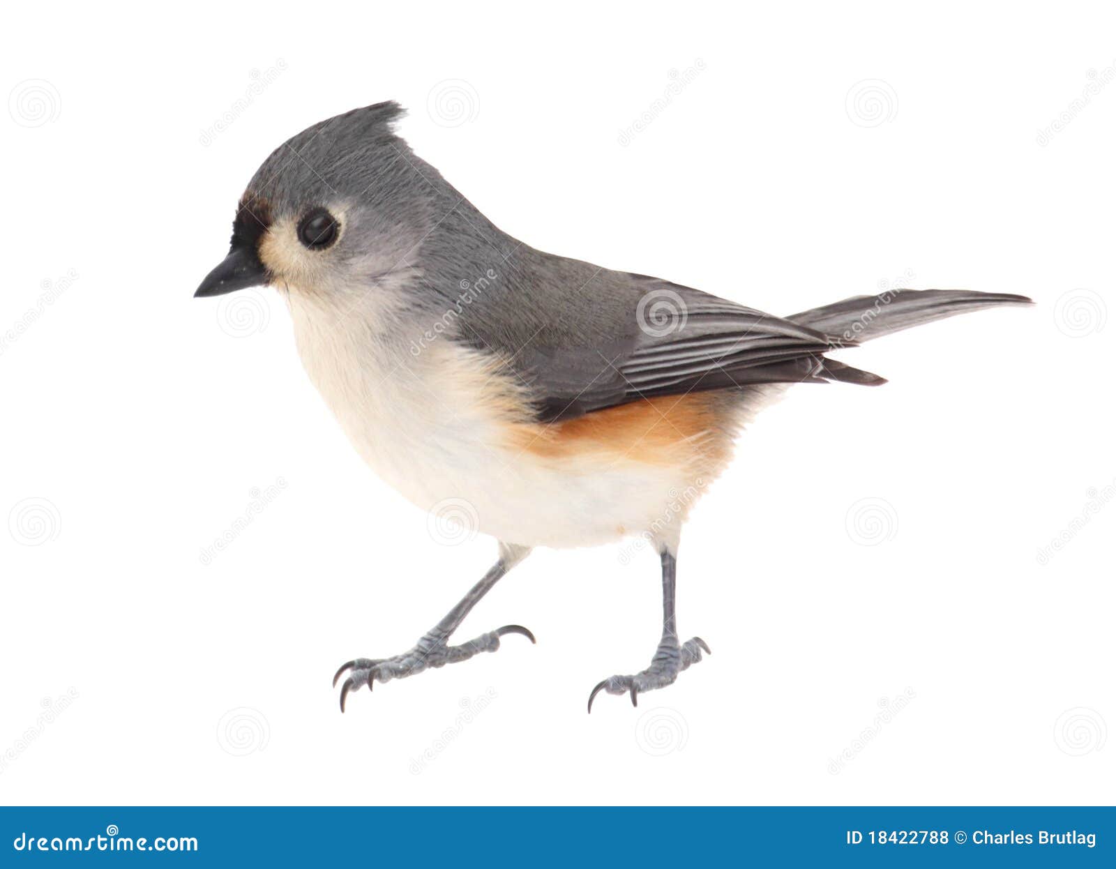 Titmouse Copetudo, Baeolophus Bicolor, Aislado Foto de archivo - Imagen ...