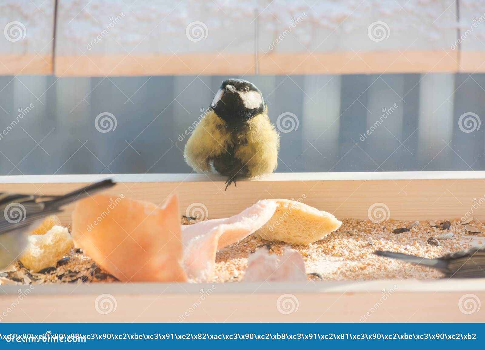 The Titmouse Eats in the Trough Stock Photo - Image of titmouse, beak ...