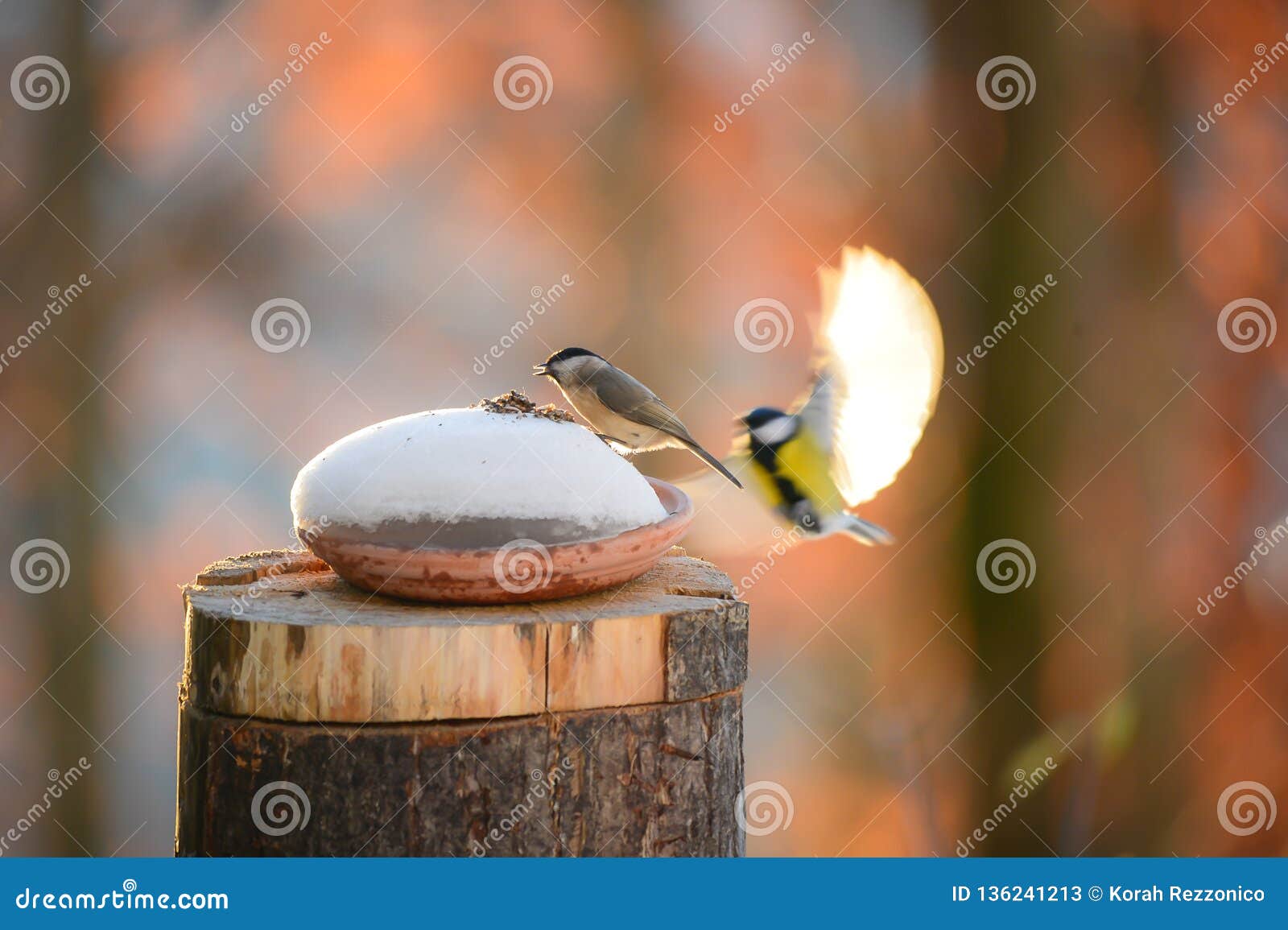 Titmouse Flying in the Sunset Stock Image - Image of manger, action ...