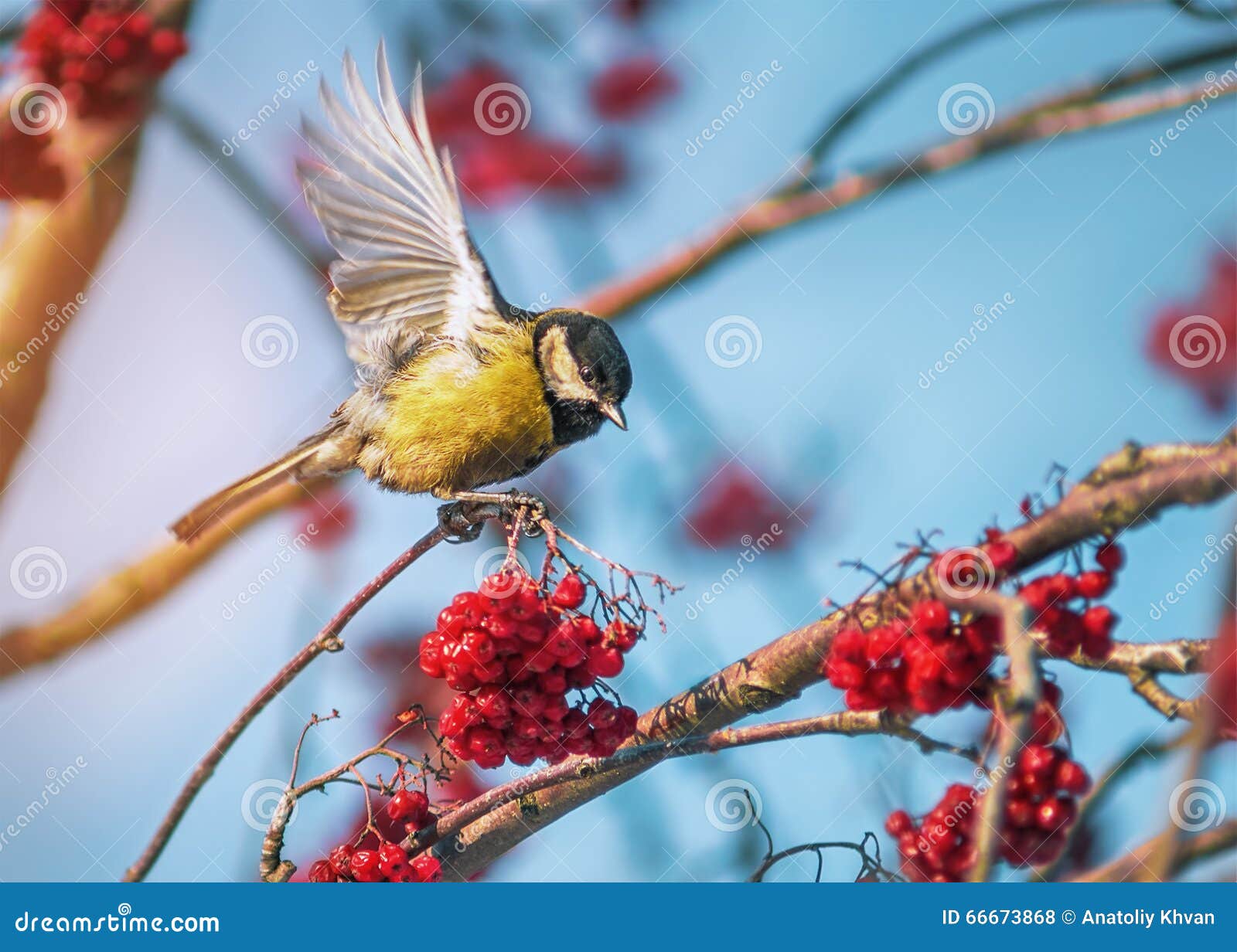 Titmouse Flying on a Rowan-tree Stock Photo - Image of spring ...