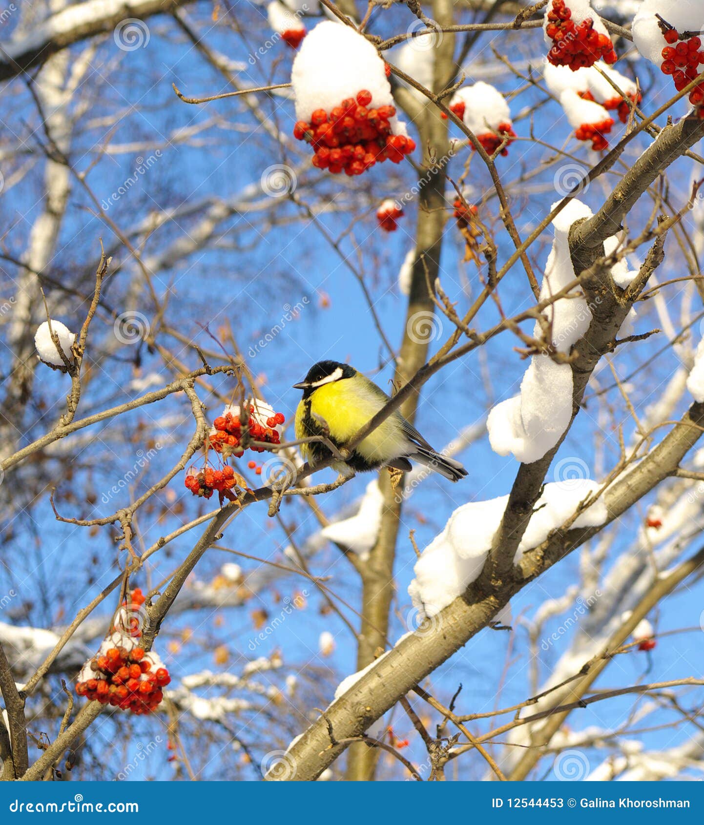 Titmouse on rowan stock image. Image of rowan, snow, nature - 12544453