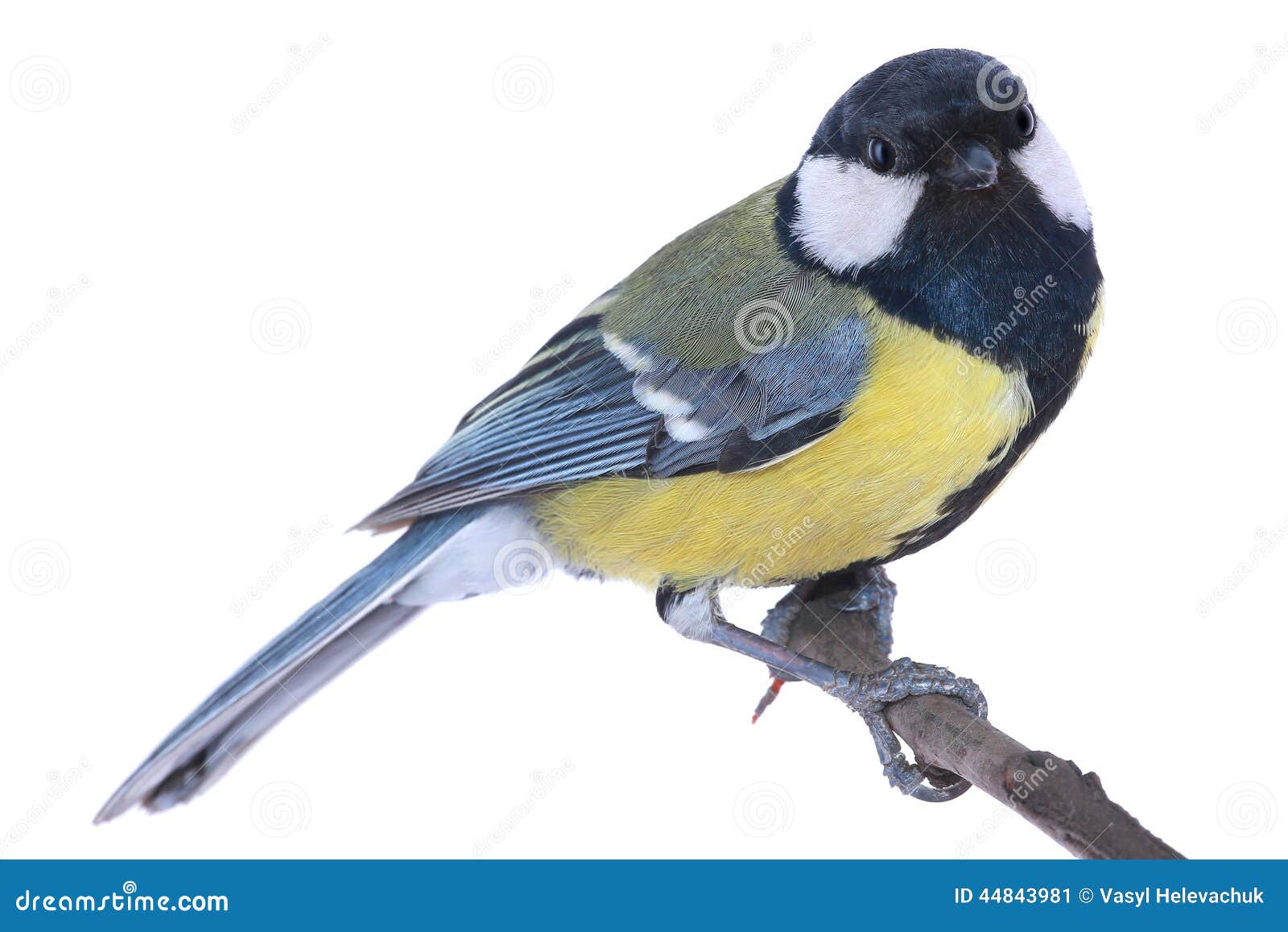 Titmouse stock image. Image of nature, small, beautiful - 44843981