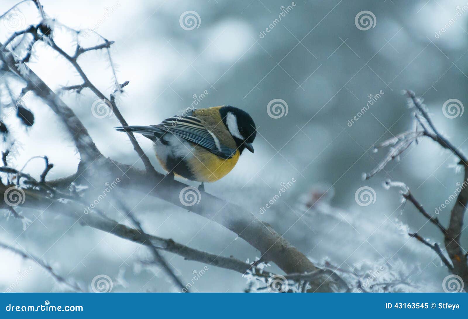 Titmouse in winter stock image. Image of blue, small - 43163545